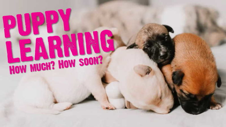 The Surprising Truth About How Early Puppies Start Learning – Puppy Guide